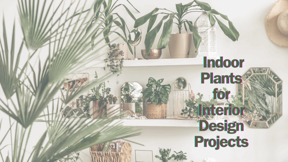 7 Best Indoor Plants for Interior Design Projects